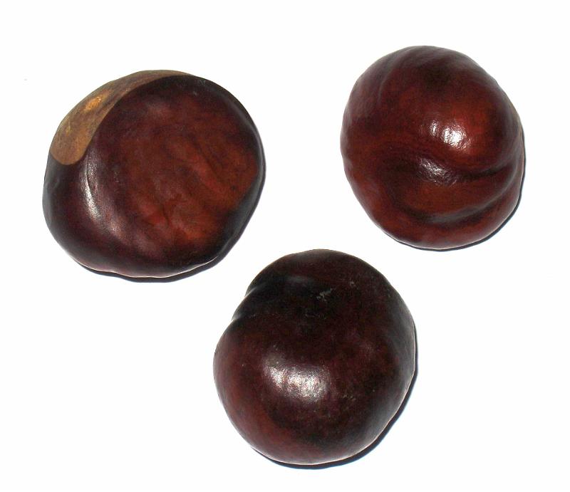 Tree Horse Chestnut Conker 10