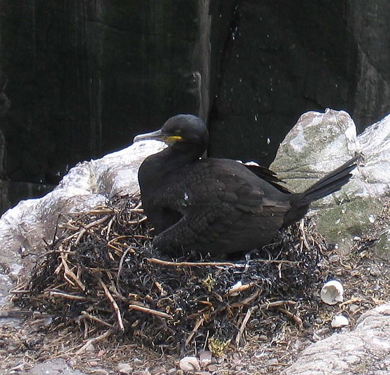 Shag with hatched egg