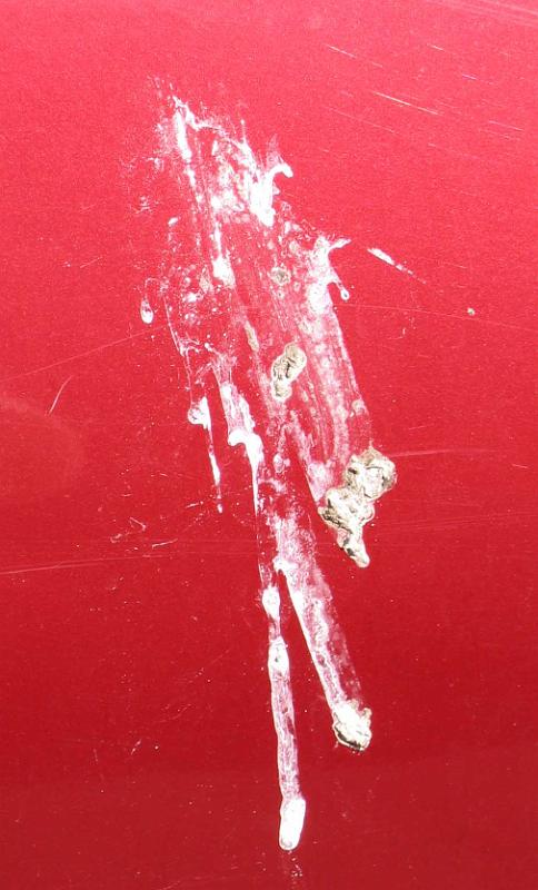 Bird dropping on car