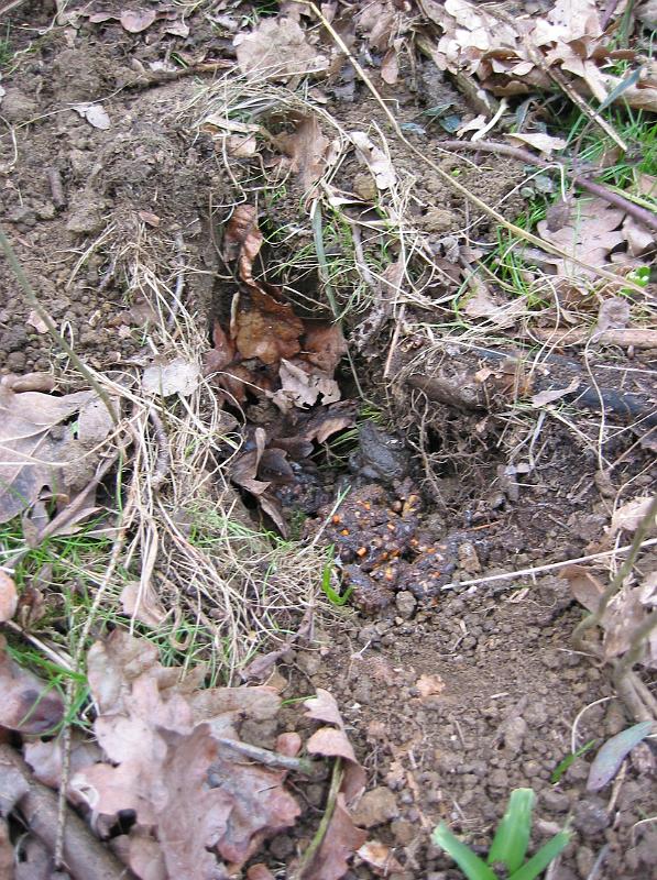 Dung Badger with markers