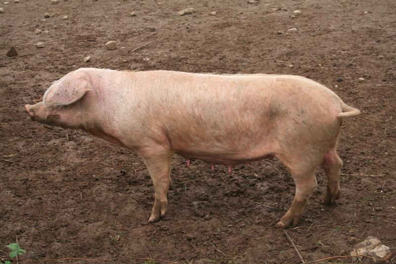 Pigs Sow 02