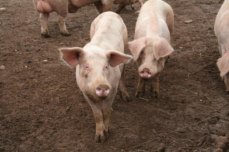 Pigs Sow 04
