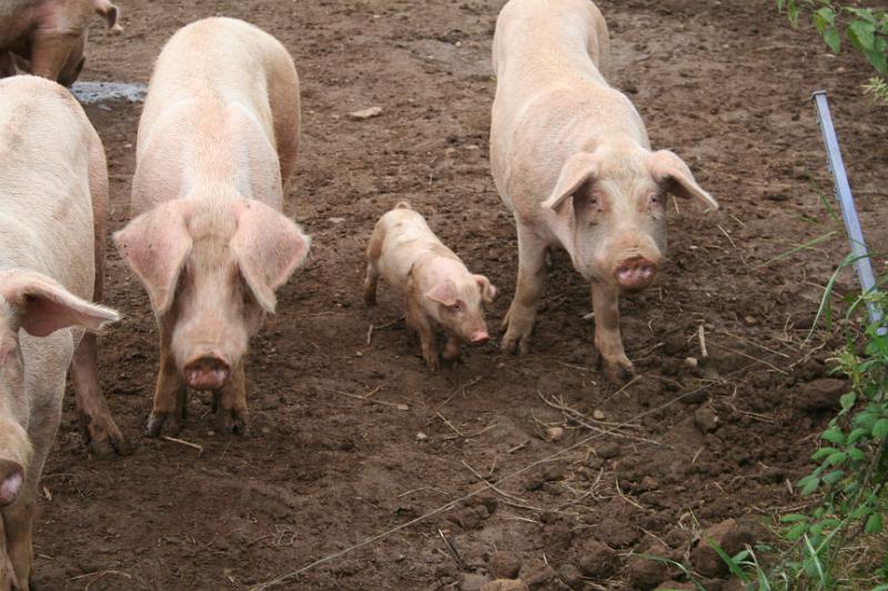 Pigs Sow 05 and piglet