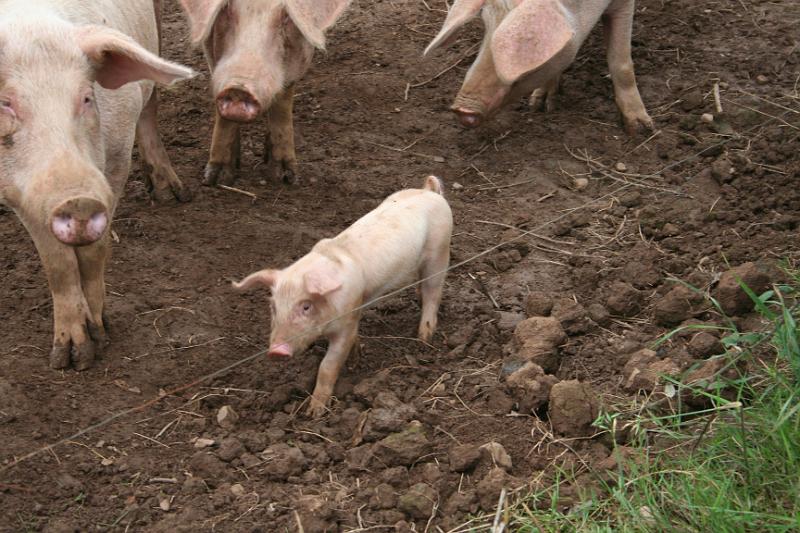 Pigs Sow 06 and piglet