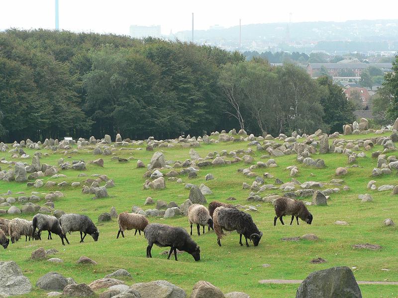 Sheep grazing archaeological site Denmark 02