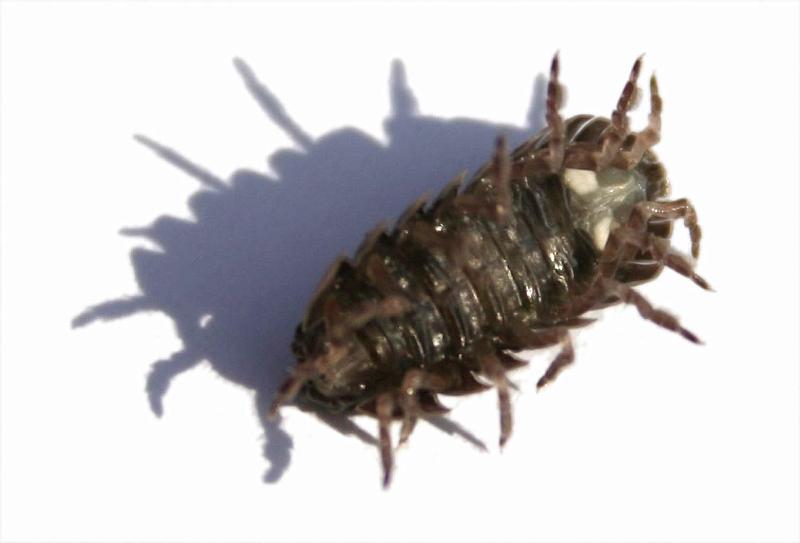 Woodlouse 01