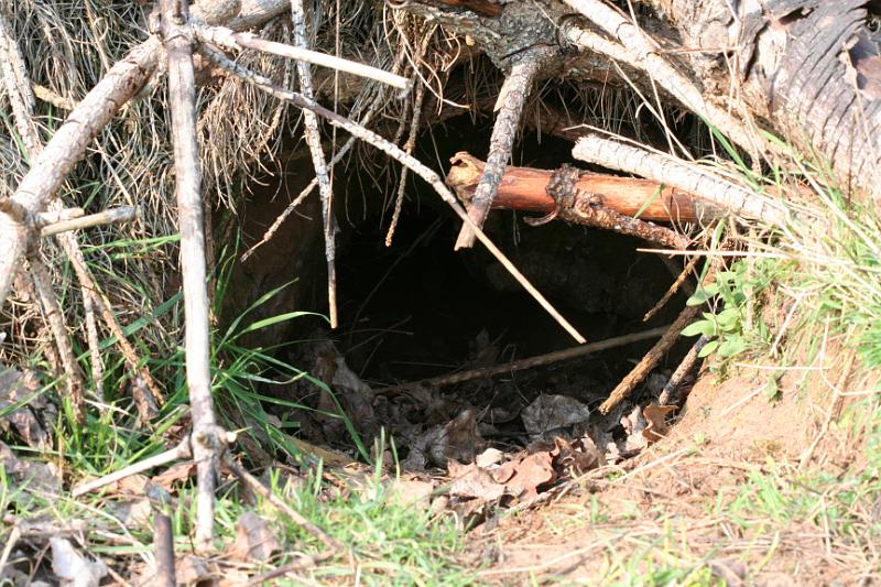 Unraveling the Mysteries of Badger Homes: A Deep Dive Into These Unique ...