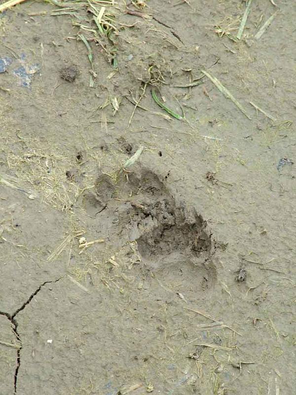 Badger prints in soft mud of front and hind feet of a badger with claw ...