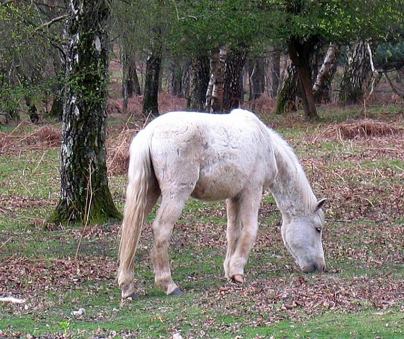New Forest pony 01 at Warwick Slade detail
