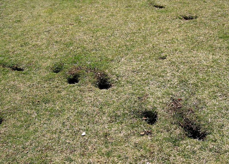 Rabbit holes on chalk downland 03