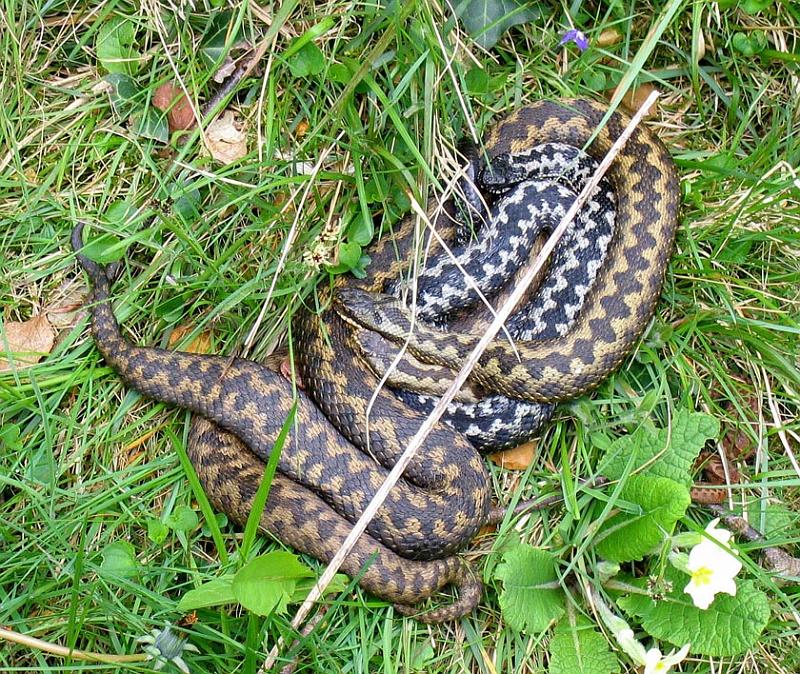Snake New Forest Group of Adders 05