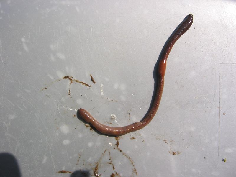 Worm 05