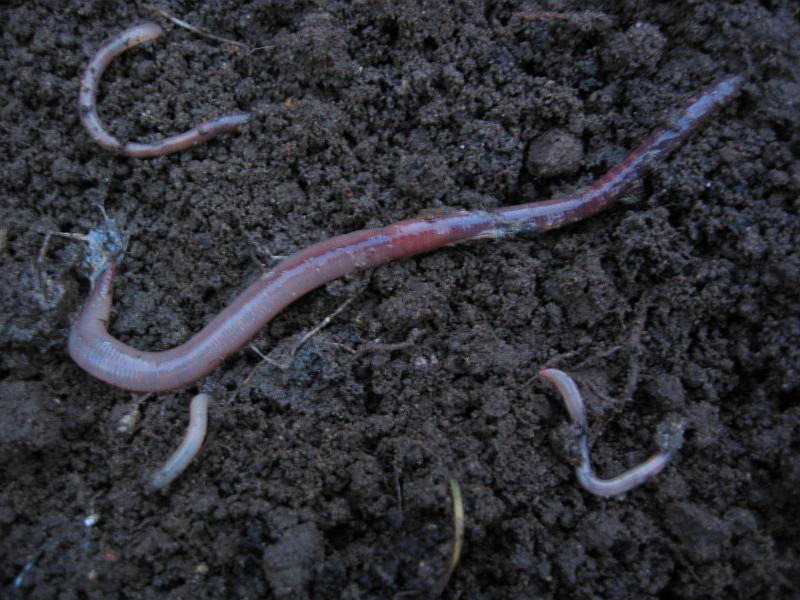 Earthworms Underground