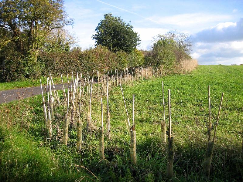 Hawthorn hedge newly planted