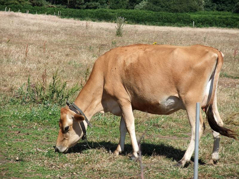 Jersey cow B