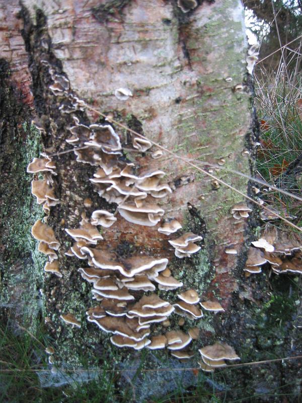 Fungi Bracket fungus 02