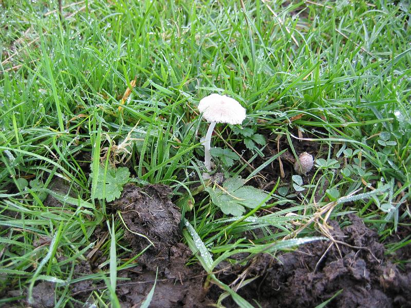 Fungi Coprinus niveus 01