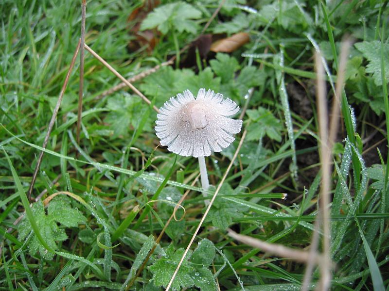 Fungi Coprinus niveus 02