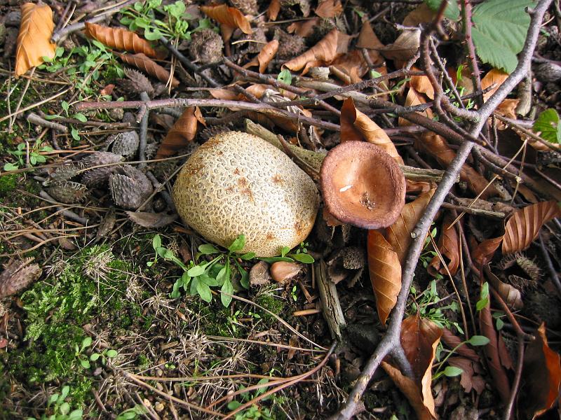 Fungi Lycoperdon