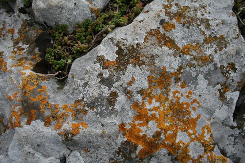 Lichen Caloplaca Xanthoria Penard_Southgate 01