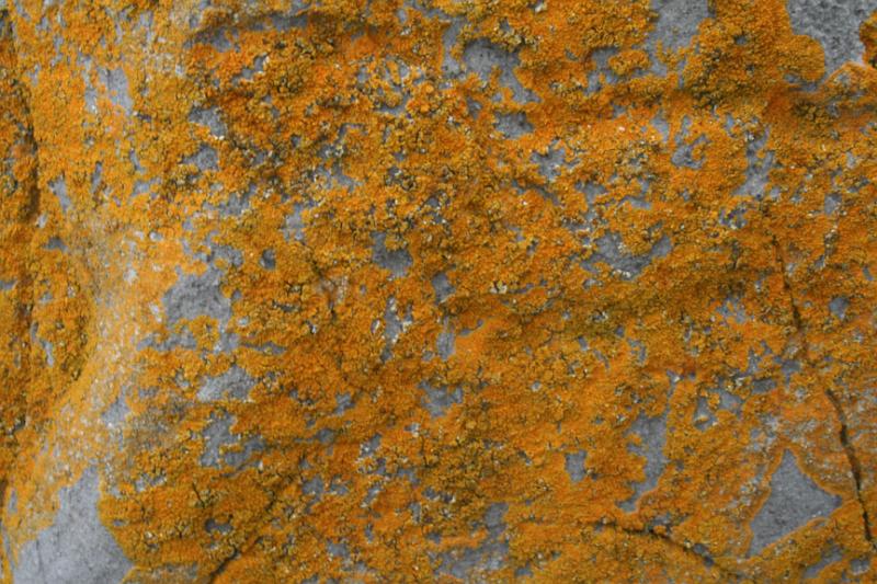 Lichen Caloplaca Xanthoria Penard_Southgate 02