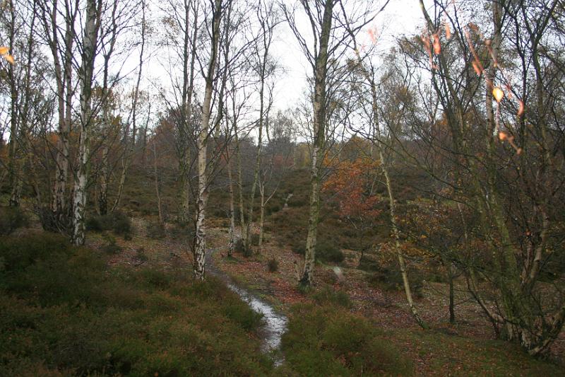 Sandy heather heathland in rain