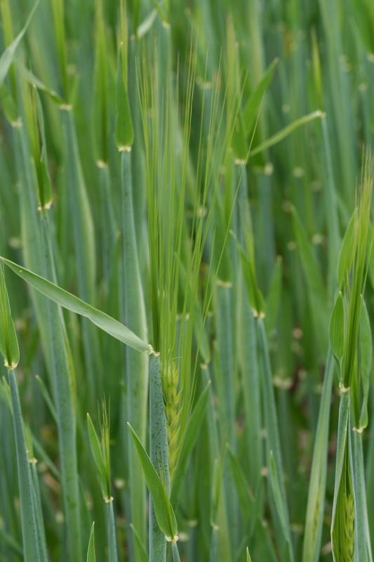 Crop Barley 01