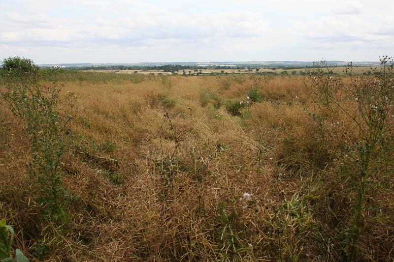 Crop OSR Oil Seed Rape 01