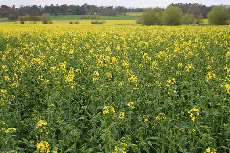 Crop OSR Oil Seed Rape 03