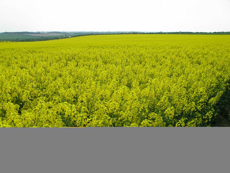 Crop OSR Oil Seed Rape 06