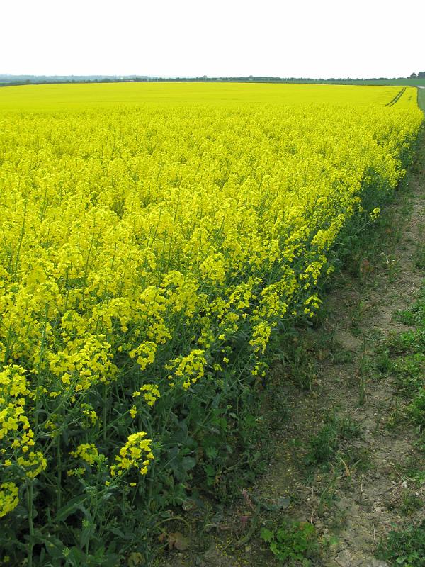 Crop OSR Oil Seed Rape 07