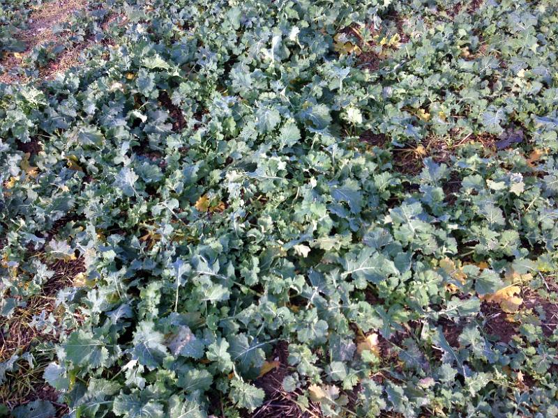 Crop OSR Oil Seed Rape 10