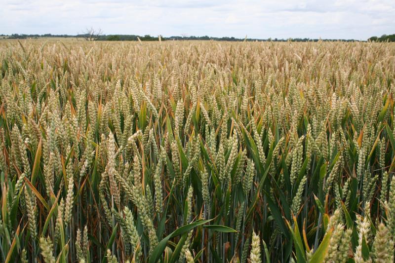 Crop Wheat Field 06
