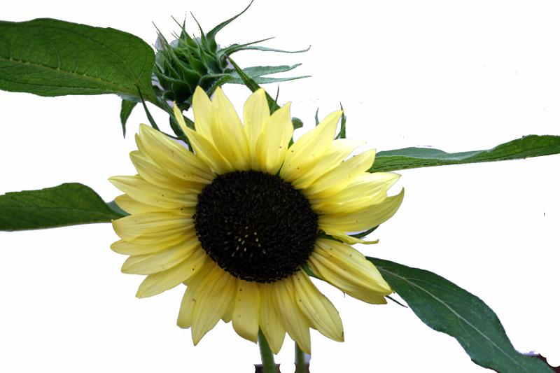 Sunflower 05