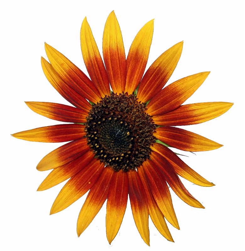 Sunflower 11