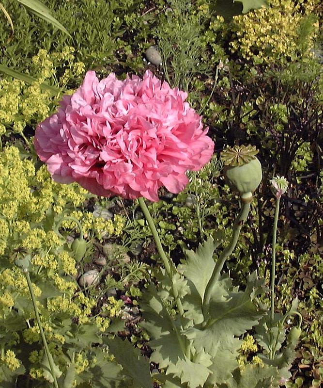 ANNUAL double pink poppy