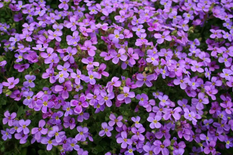 Flower Aubretia 03