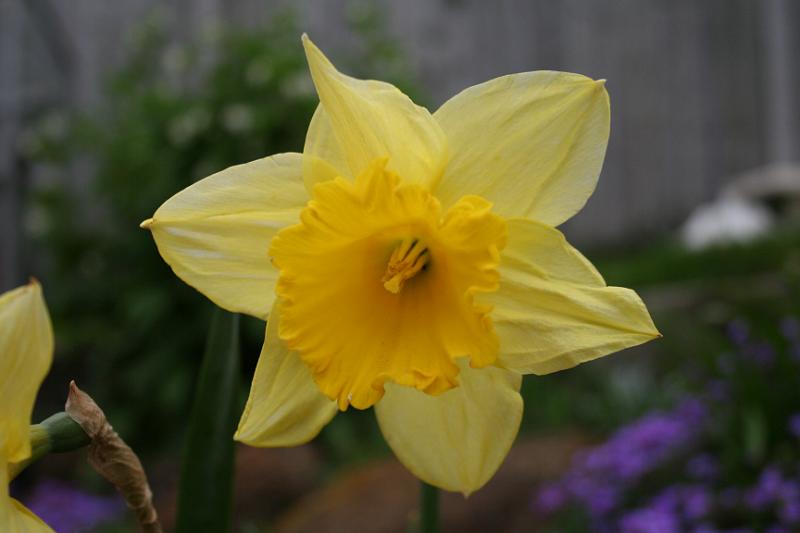 Flower Daffodil 03
