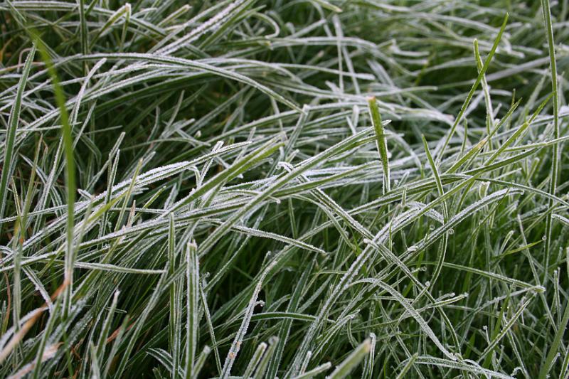 Grass Lawn 10 frost ice