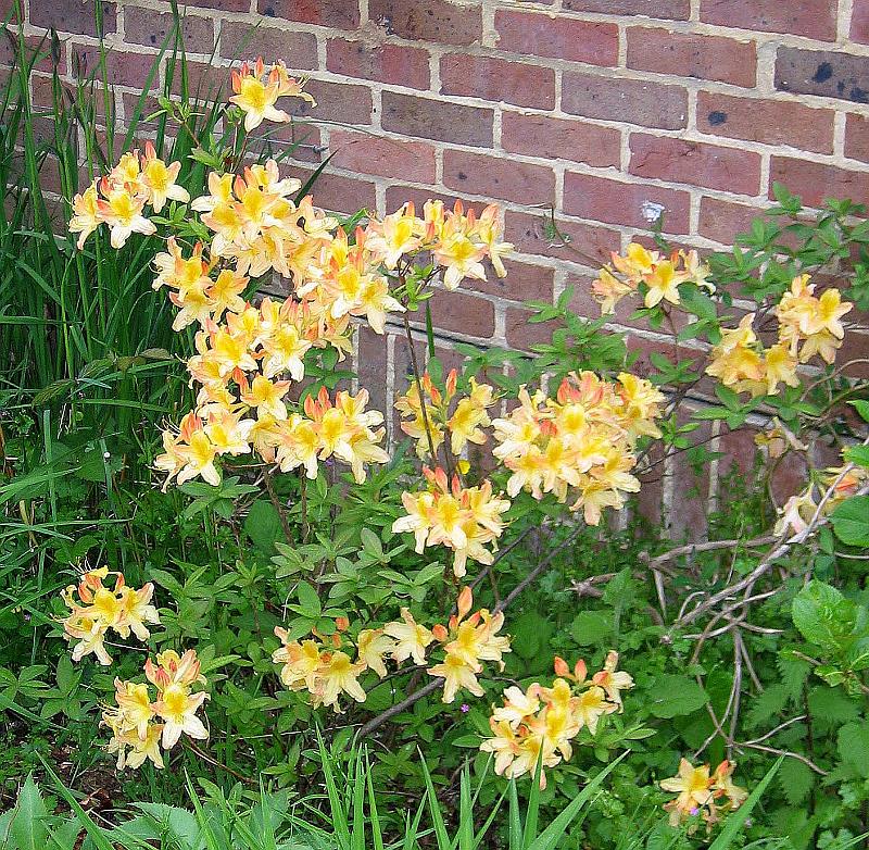 SHRUB gold & orange azalea