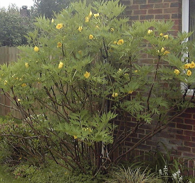 SHRUB yellow tree paeony