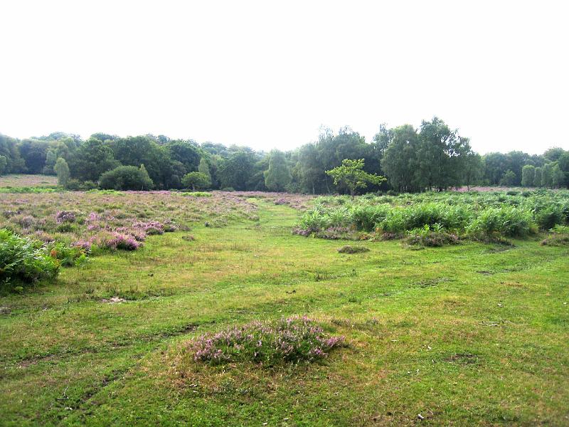 New Forest path across open heath