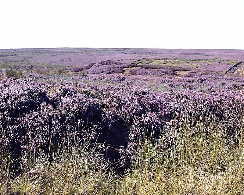 North York Moors heather on peat