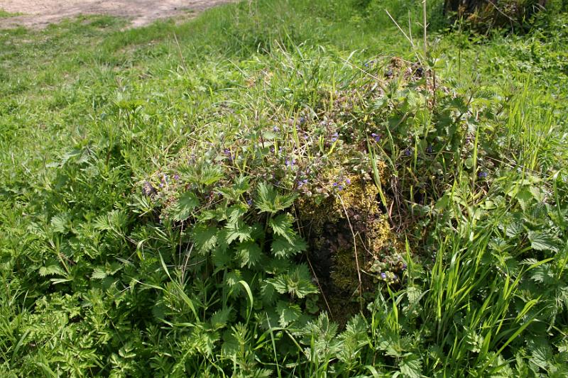 Ivinghoe Beacon Tree Stump 01