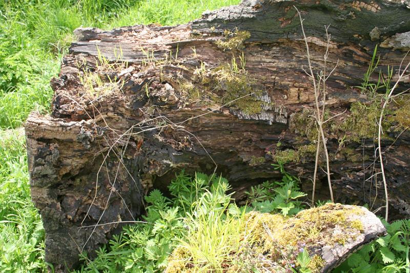 Ivinghoe Beacon Tree Stump 02