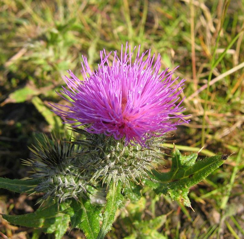 WILD FLOWER Scottish thistle closeup