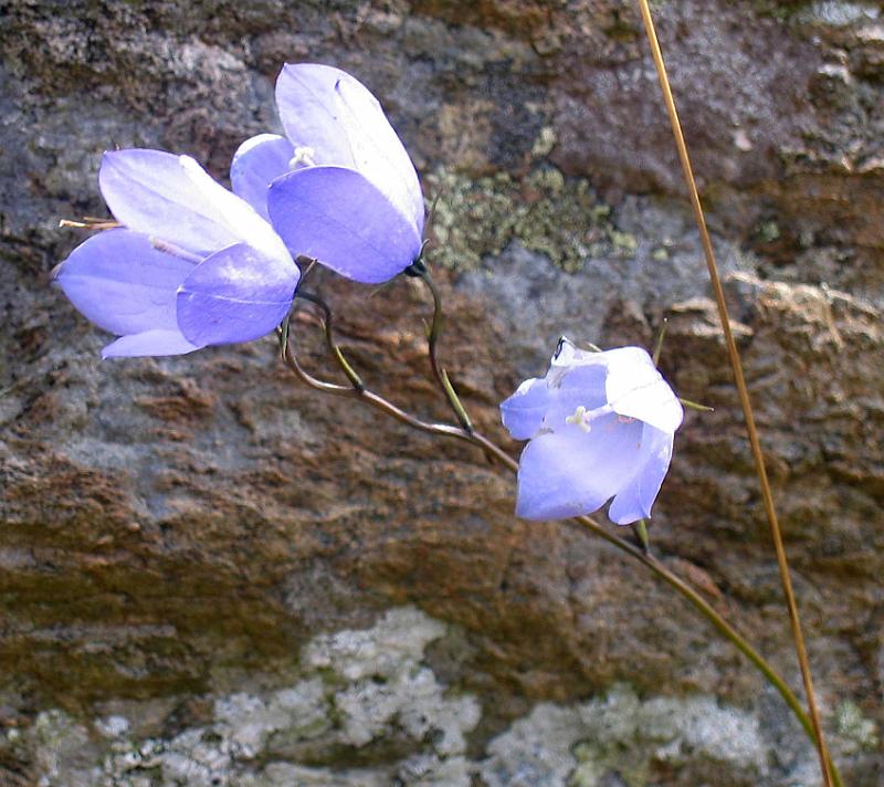 WILD FLOWER harebell