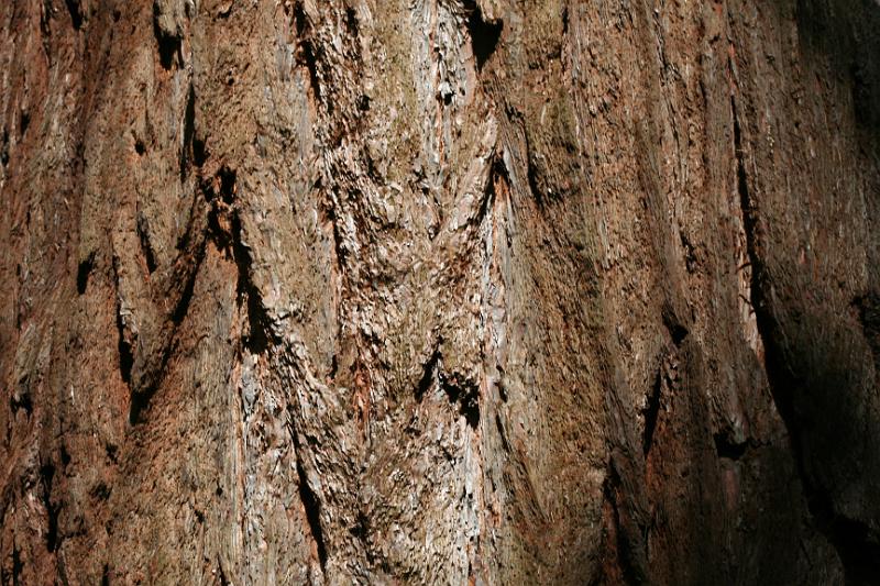 Tree Bark Cedar 01