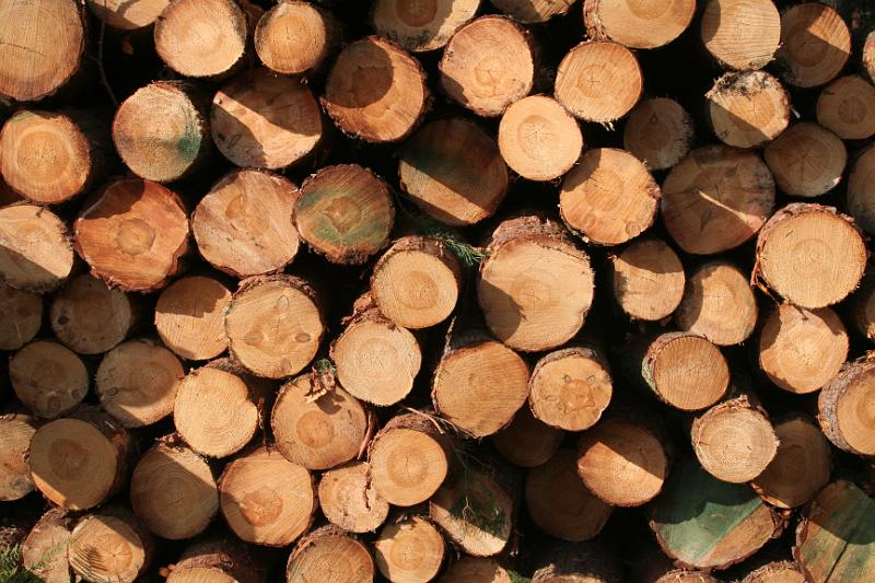 Tree Forestry Logs 01