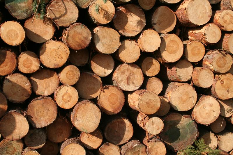 Tree Forestry Logs 03